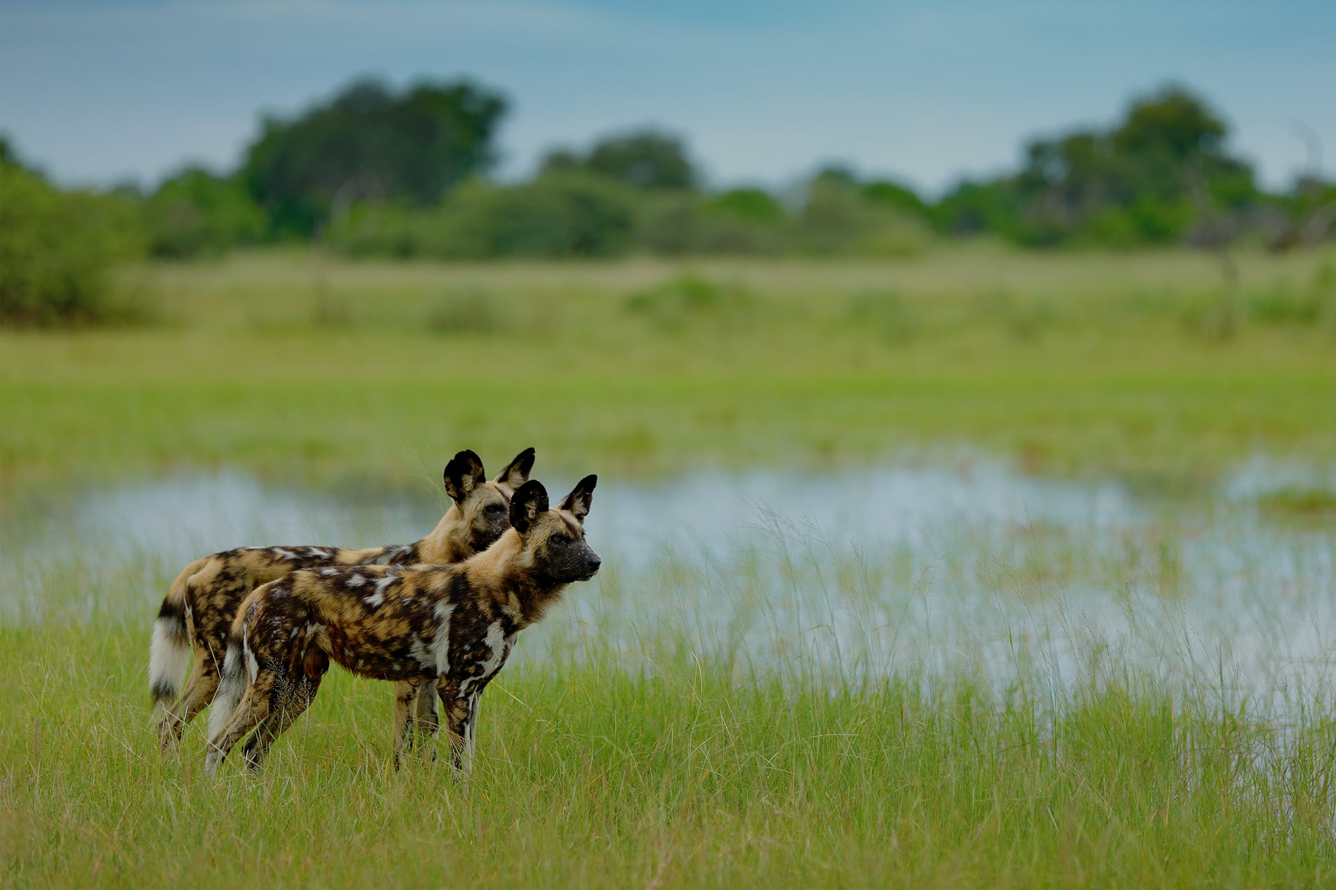 Family Safari in Africa: A Journey Through Botswana, Zimbabwe & Zambia