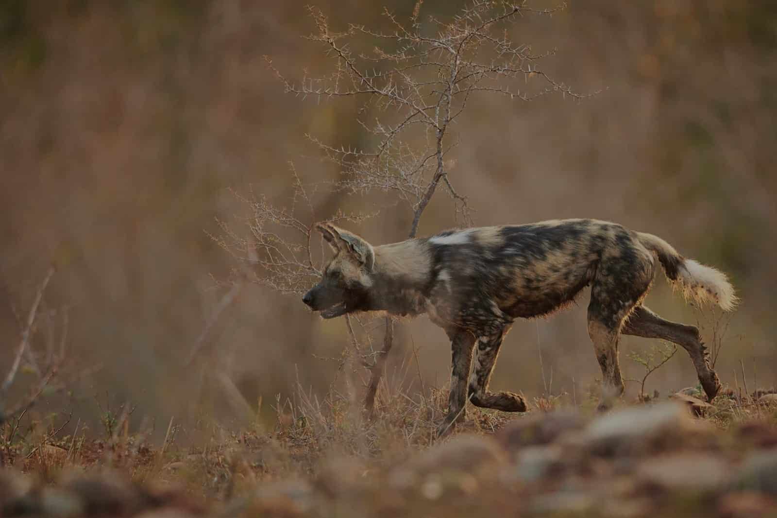African Wild Dog Safari | 7 Day Trip, Price & Itinerary