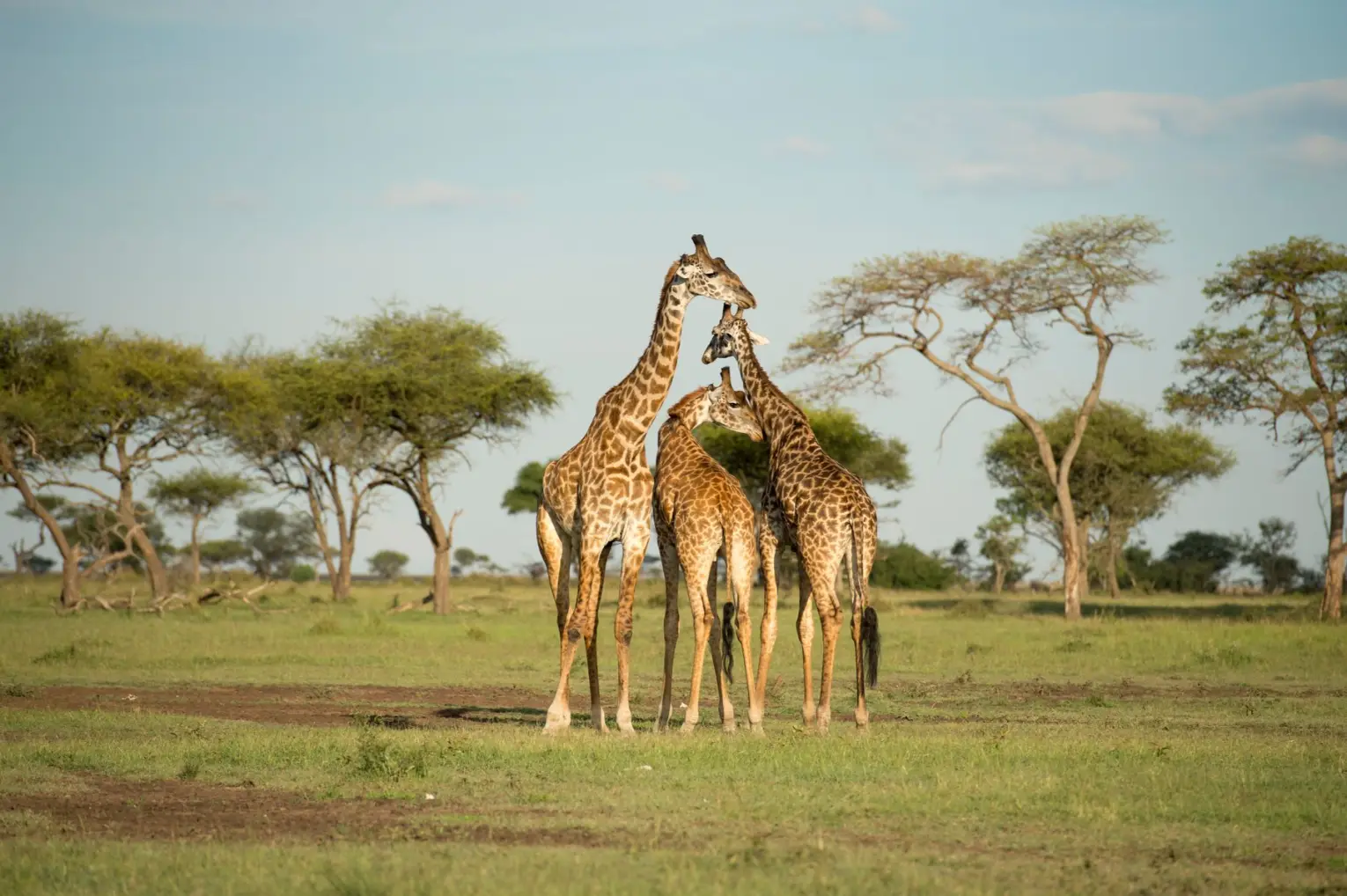 Best time to see baby animals in Africa