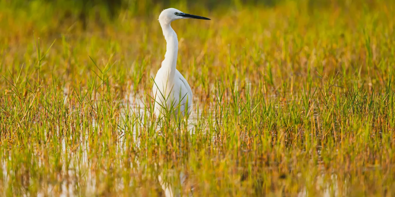 Safari in September | Best time to go to Africa