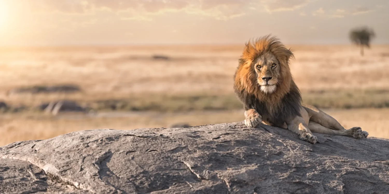 Safari in November | Best time to go to Africa